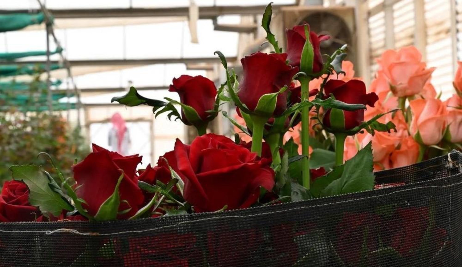 Saudi Arabia’s Tabuk Produces Over 28 Mln Roses Annually, with Value ...