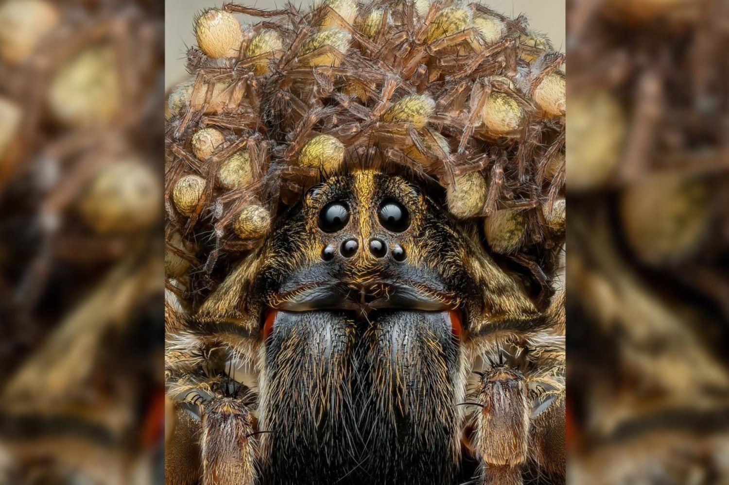 Kurt örümceği, kendi yavrularından yaptığı "taçla" görüntülendi