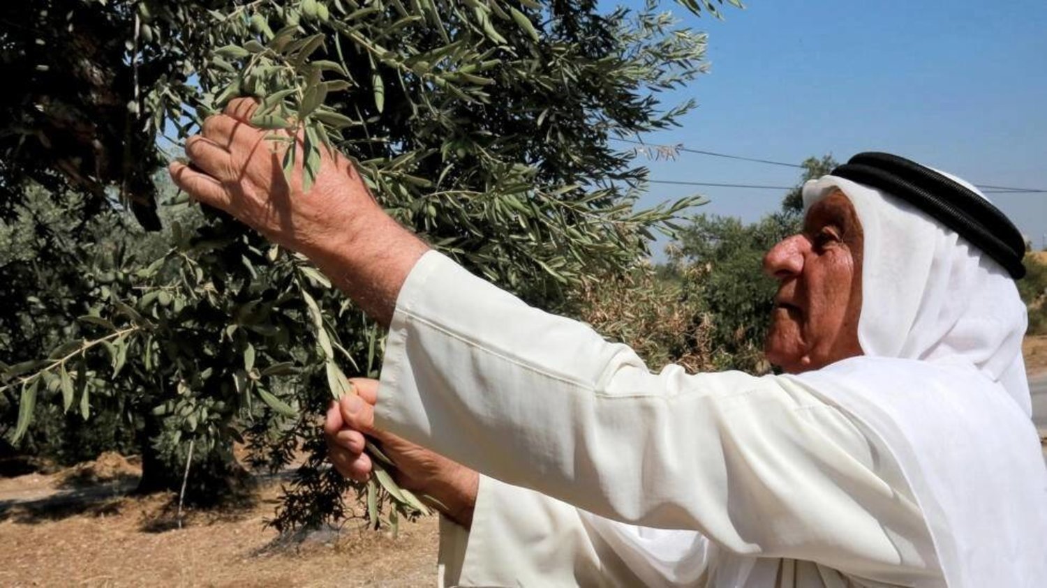 Jordan's Mission to Save Its Ancient Olive Trees