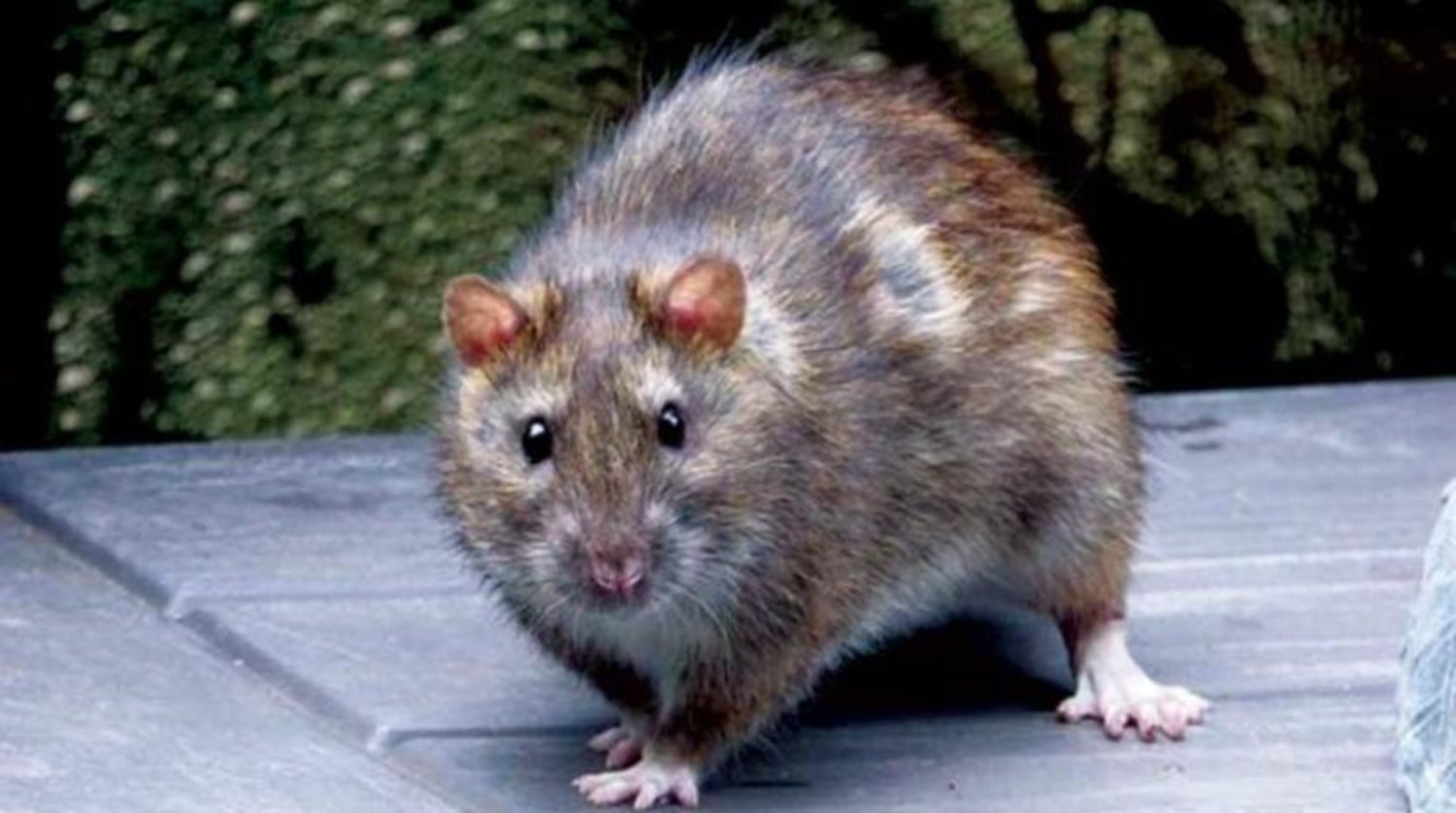 Mütevazı Fare Canlı