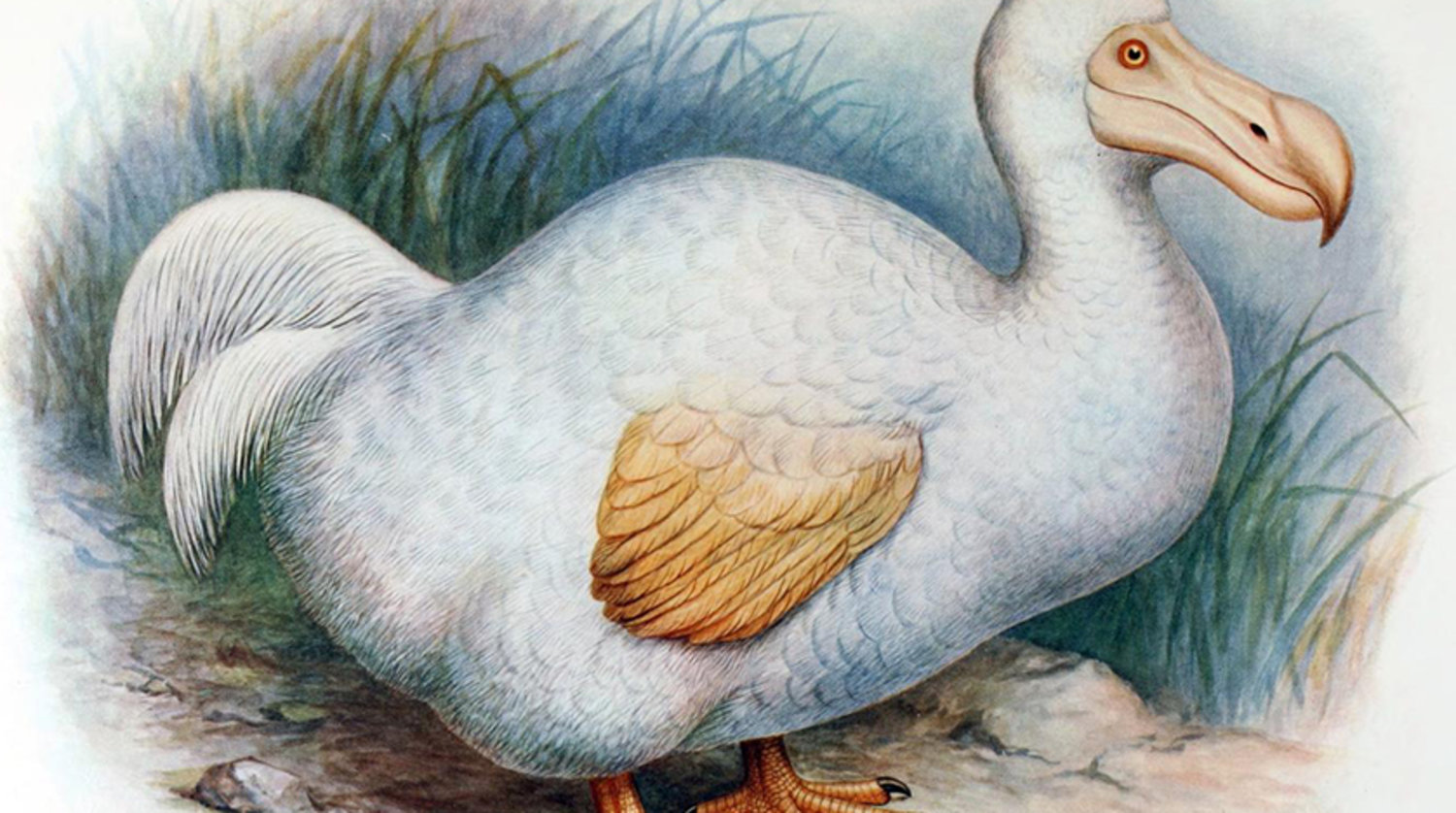 Genetikçiler nesli 17. yüzyılda tükenen ikonik kuş türünü geri getirmek ...