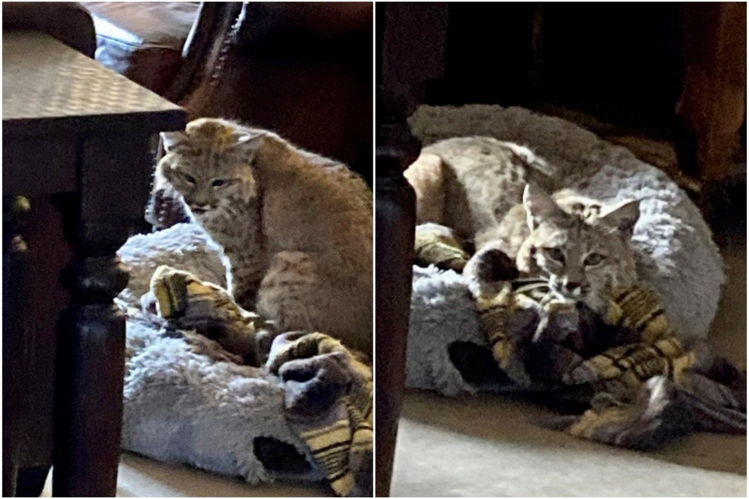 Ev sahibi, köpeğinin yatağının üstündeki "misafiri" görünce şaşkına döndü