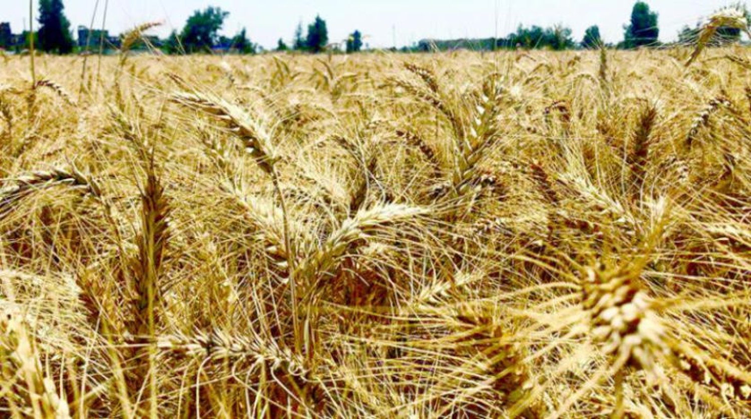 Egypt Relies on Local Wheat Production, Increases Procurement Price 50%