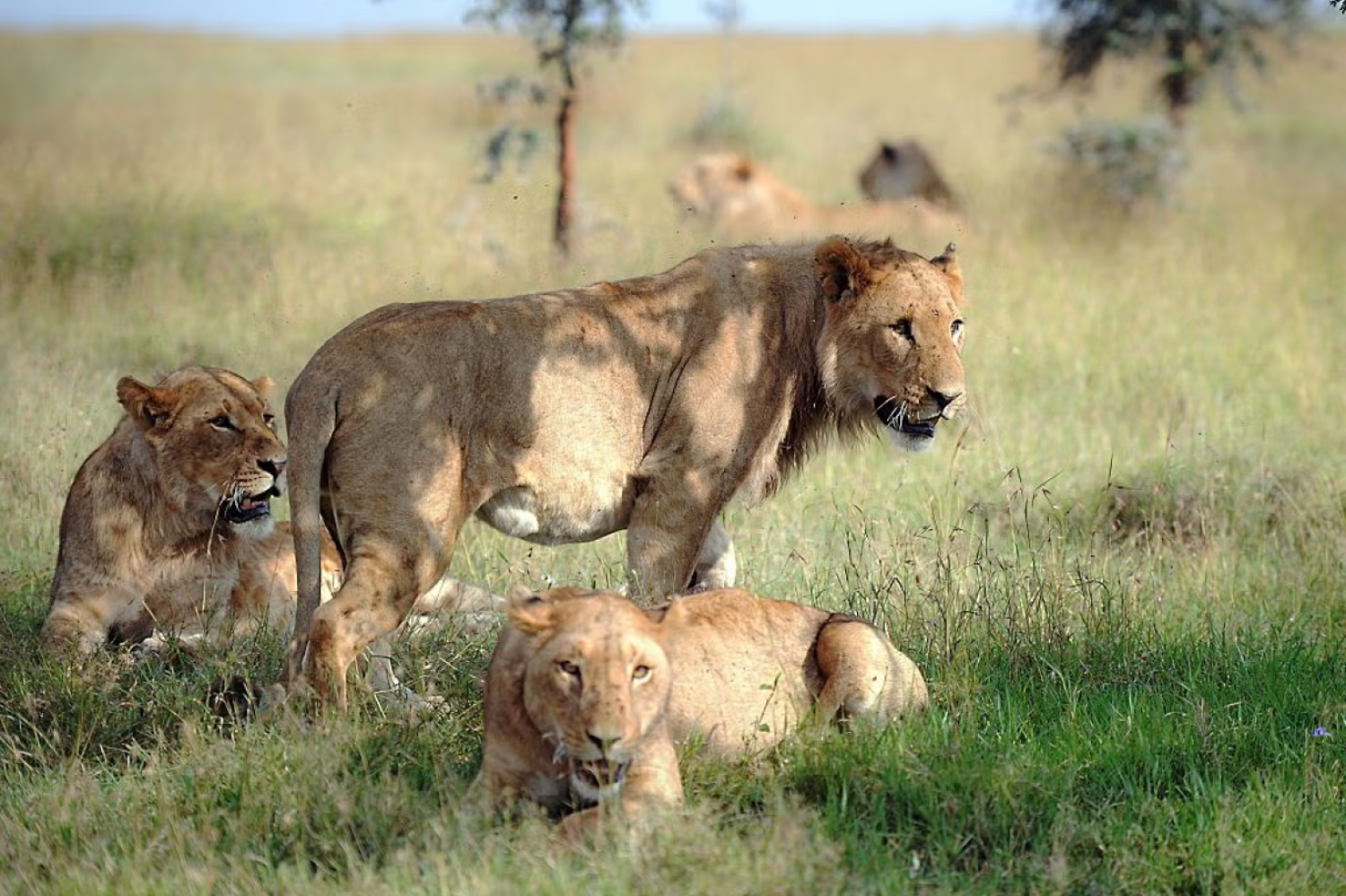 Bir karınca ordusu zebraları aç aslanlardan nasıl kurtardı?