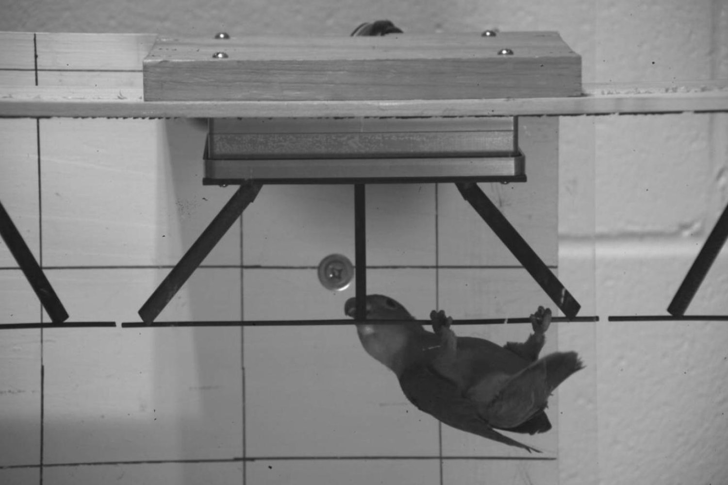 Papağanların, maymunlara benzer hareket ettiği ilk kez görüntülendi