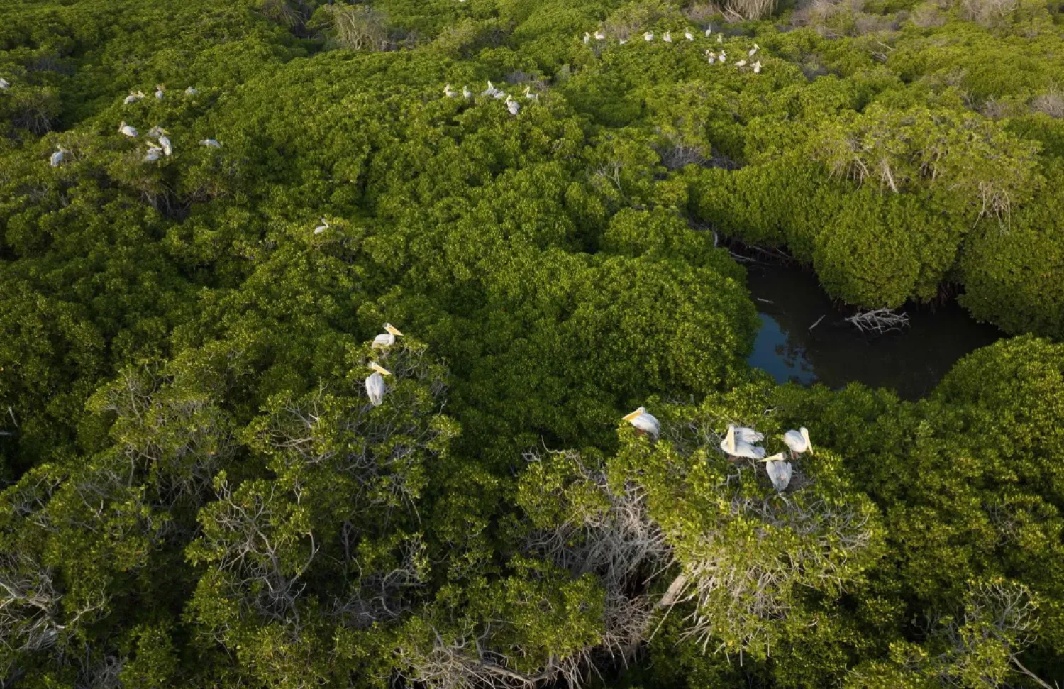 NCW Implements Three Major Initiatives in Saudi Green