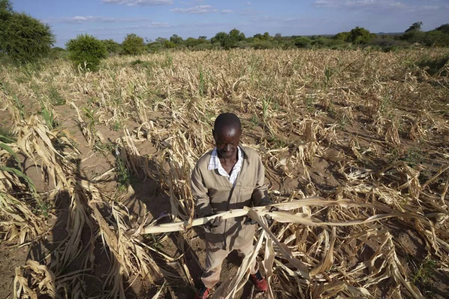 In a Cycle of Extreme Weather, Drought in Southern Africa Leaves Some ...