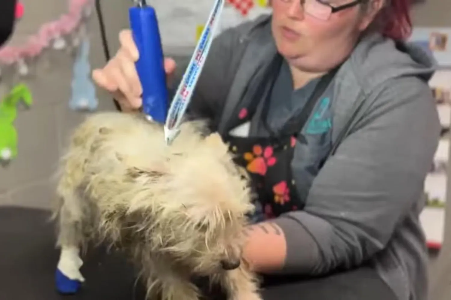 Yaşlı çiftin arabası ve evi ölü hayvanlarla dolu halde bulundu