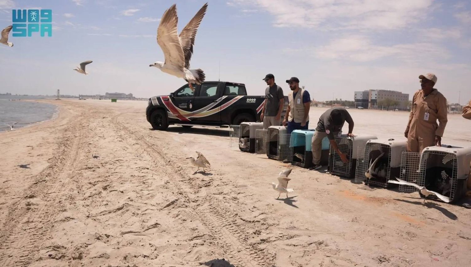 National Center for Wildlife Releases 60 Seabirds at Saudi Beach
