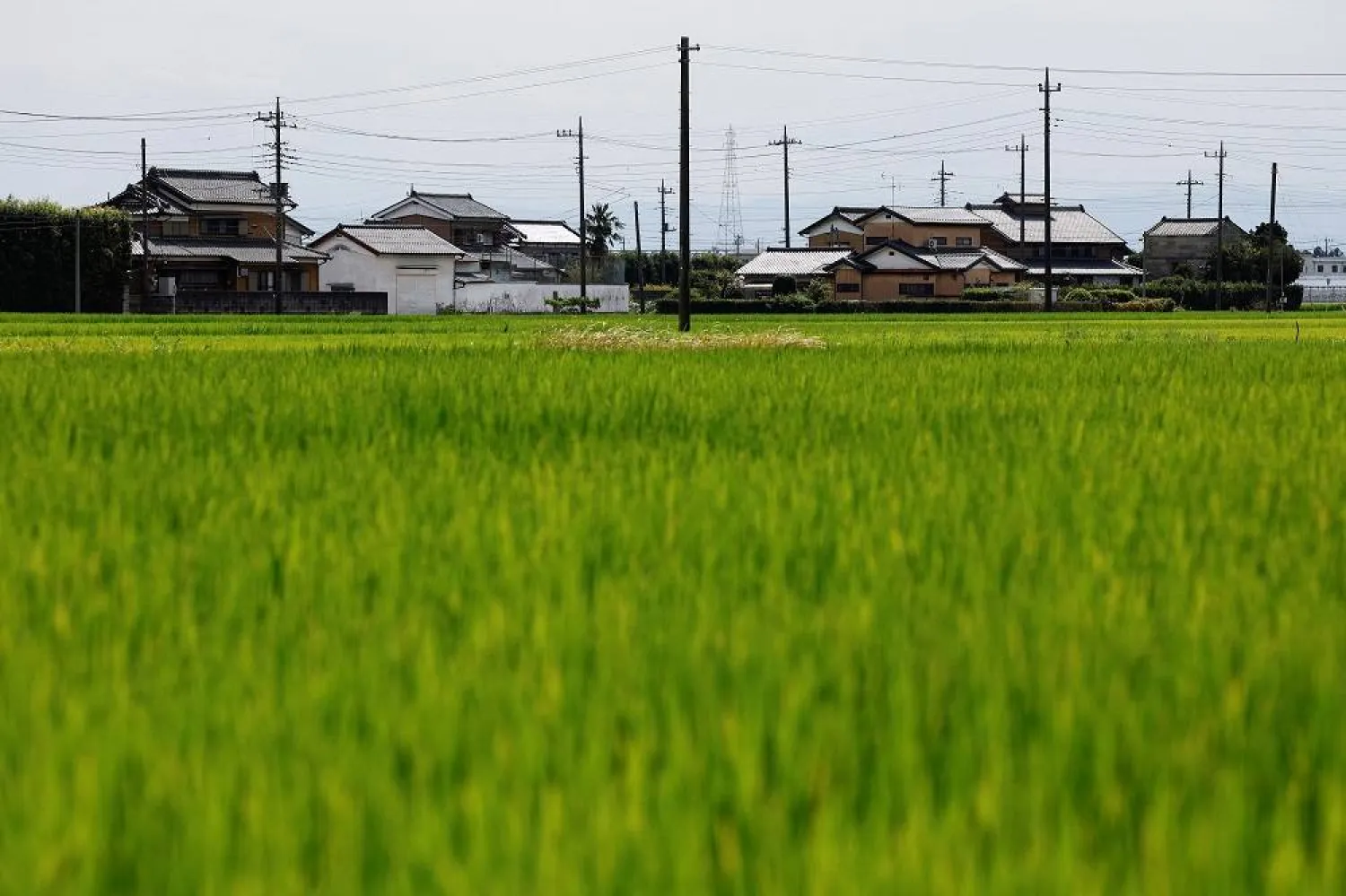 Heat Stroke Risk Won’t Stop Japan’s Ageing Farmers as Temperatures Soar