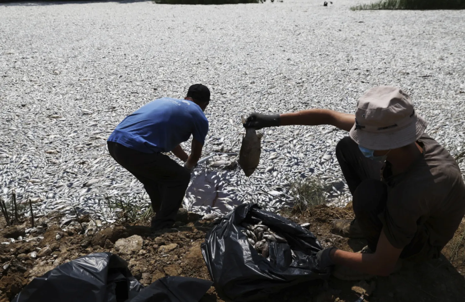 Over 100 Tons of Dead Fish Collect at Greek Port After Climate-Related ...