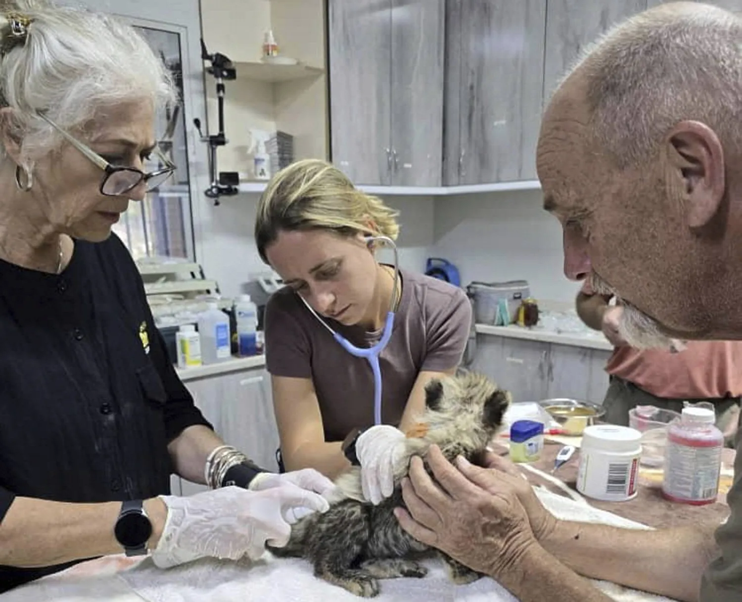 Cheetah Cubs Destined for Illegal Trade Rescued in Somaliland