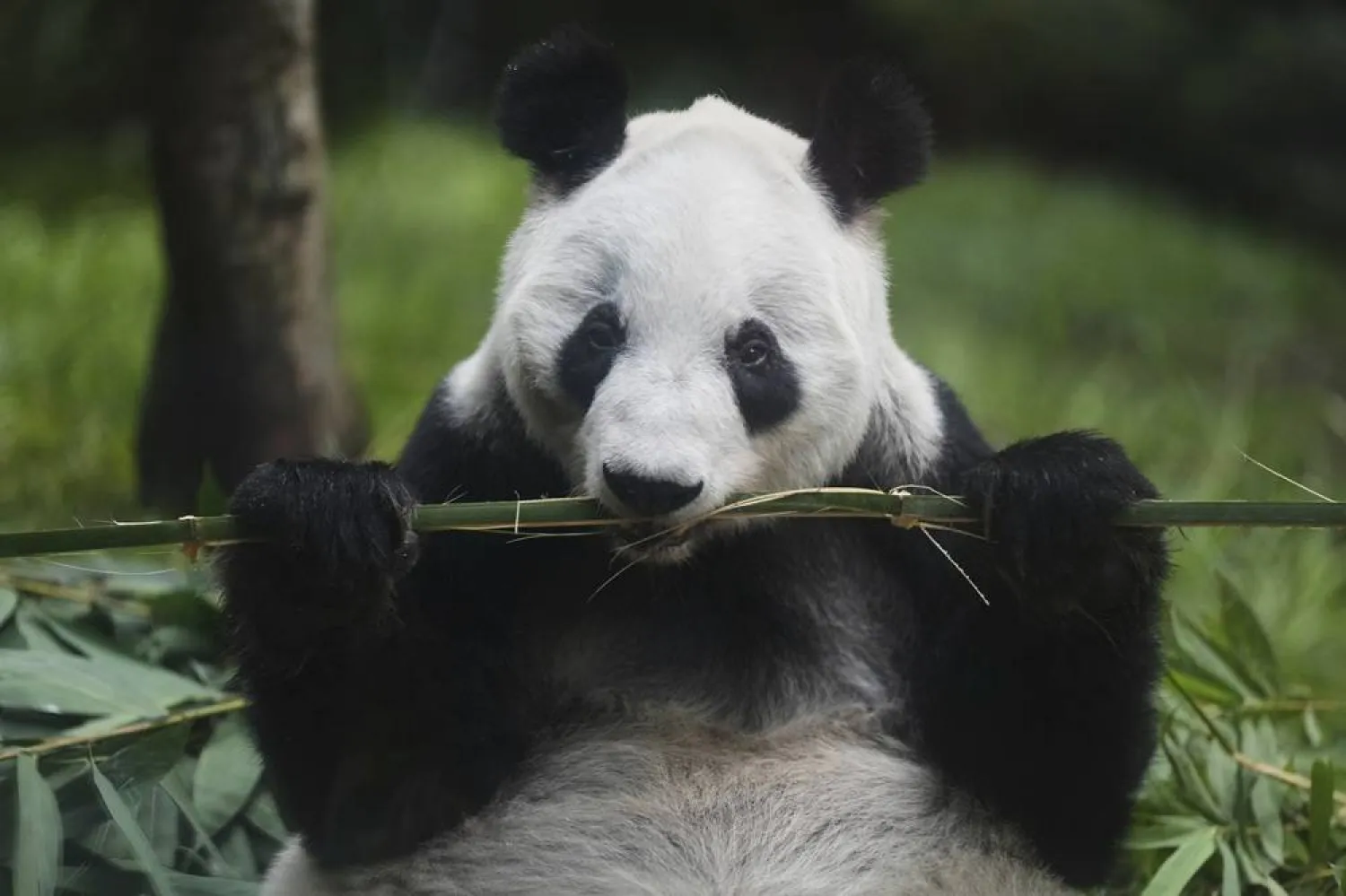 Mexican Zookeeper Reflects on Caring for Latin America’s Last Panda