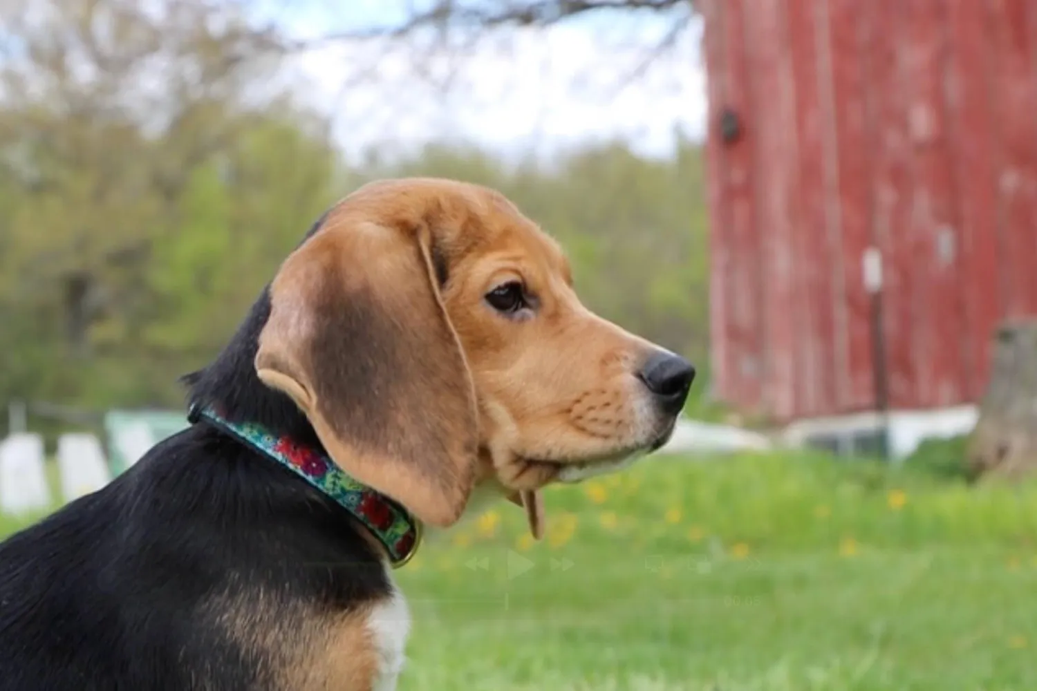 1,500 Beagles Will Get New Lives, Warm Laps after Release from US ...