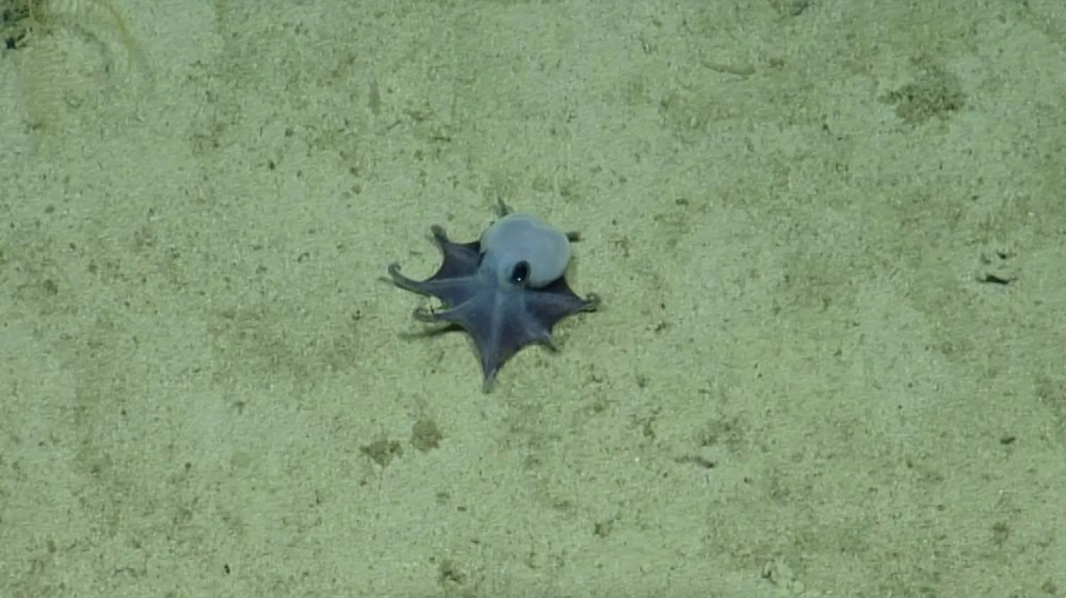 ‘He’s Tiny! It’s Blue!’: Scientists Find New Deep-Sea Octopus