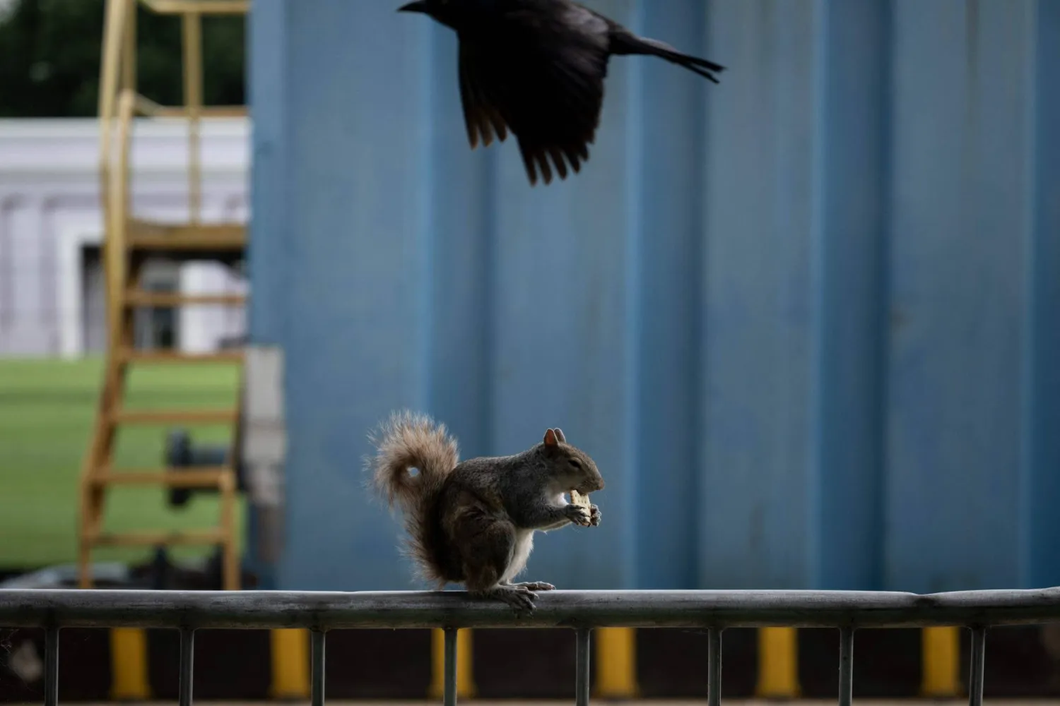 Woolly Mammoth Among Trove of Ancient DNA Found in Squirrel Poo