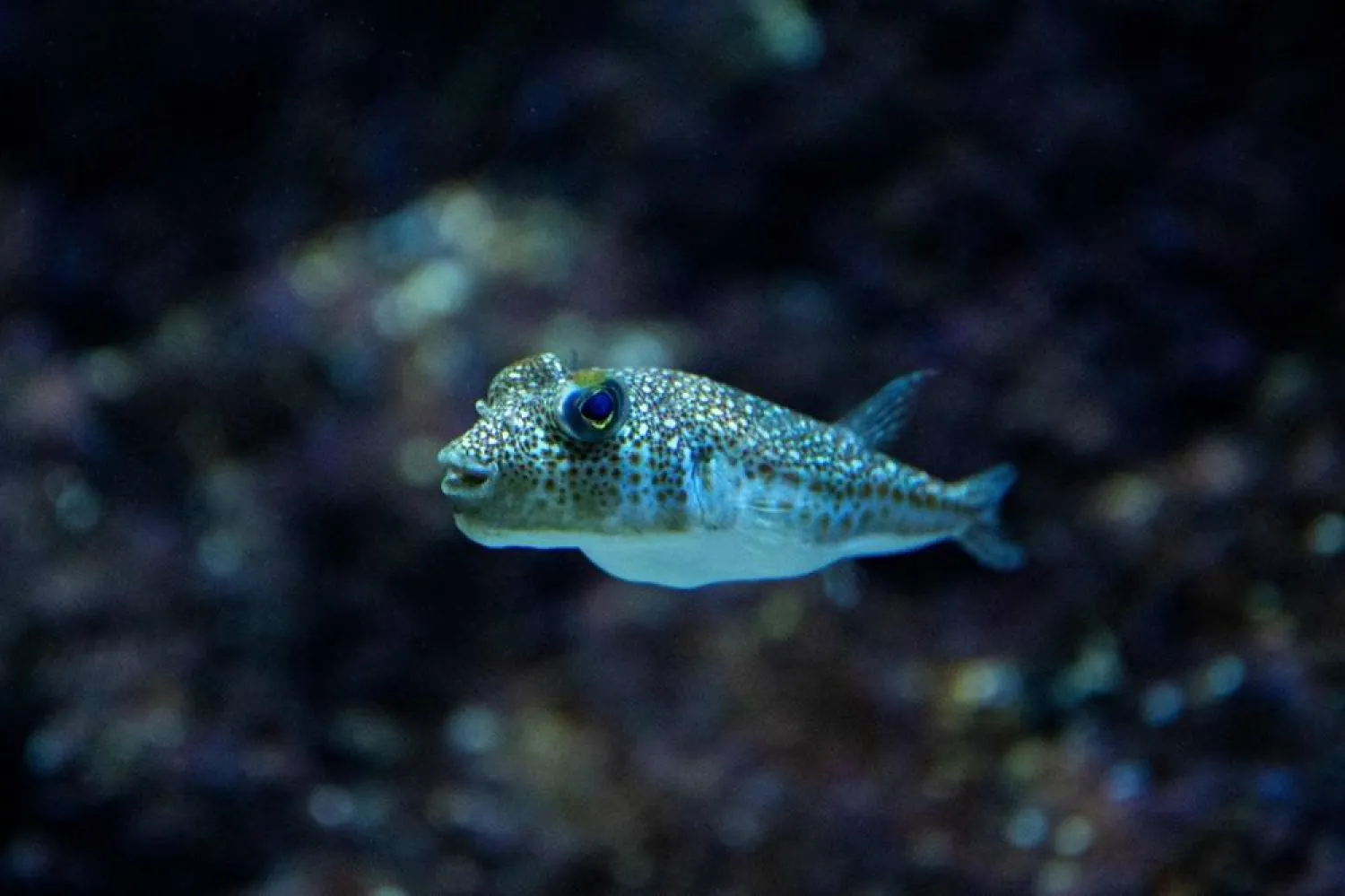 Greek Fishermen Struggle to Keep Up with Pufferfish Invaders