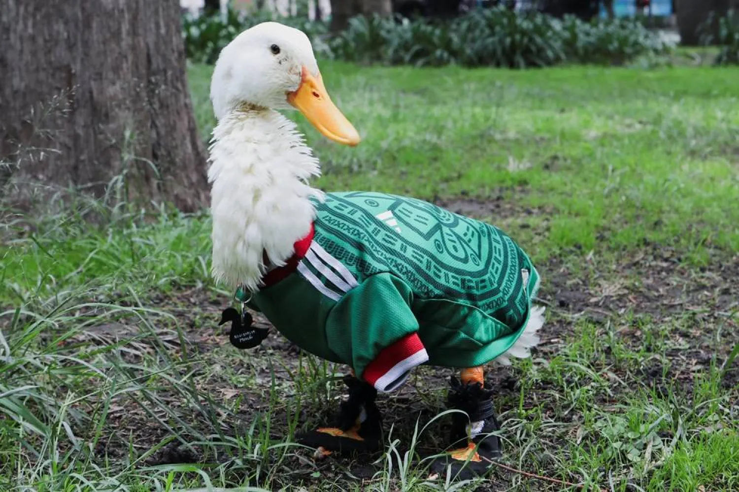 Merlin the Duck: From Mexico City Streets to World Cup Stardom