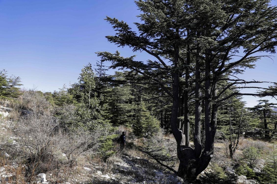 In Lebanon, Climate Change Devours Ancient Cedar Trees