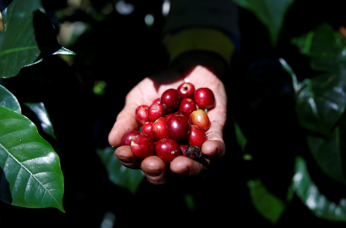 Many Coffee Species Threatened With Extinction, Scientists Warn