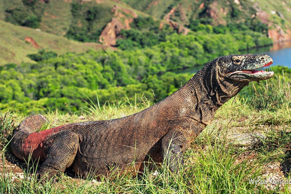 Ejderleriyle ünlü Komodo adası bir yıllığına kapanacak