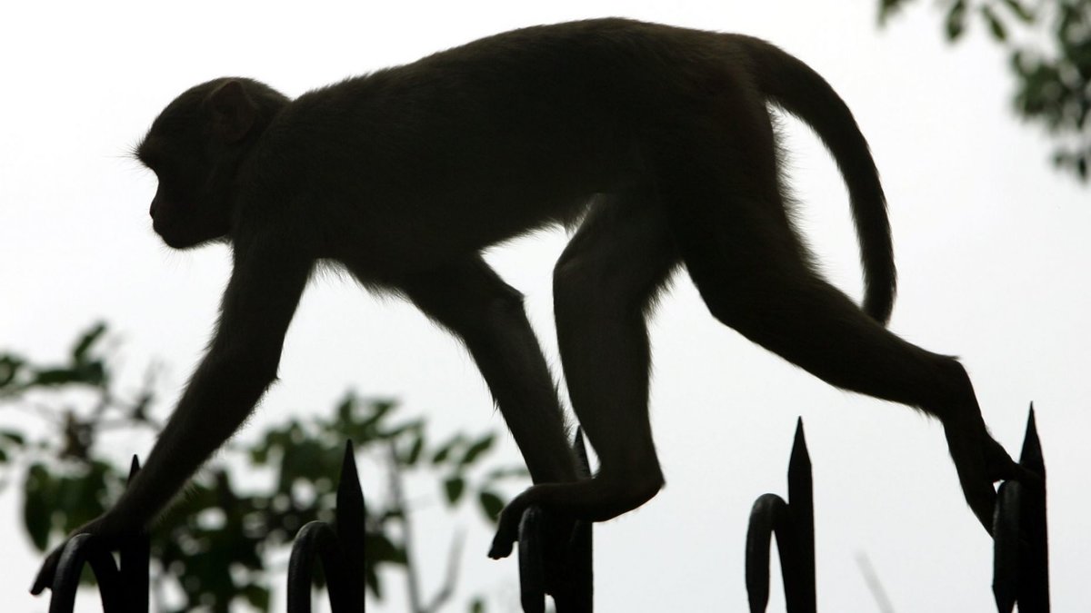 Human Brain Genes to Make Monkeys Smarter