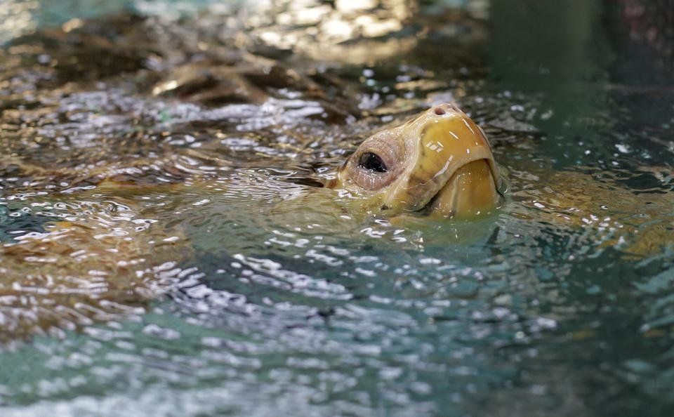 Death of Rare Turtle Leaves 3 Remaining in the World