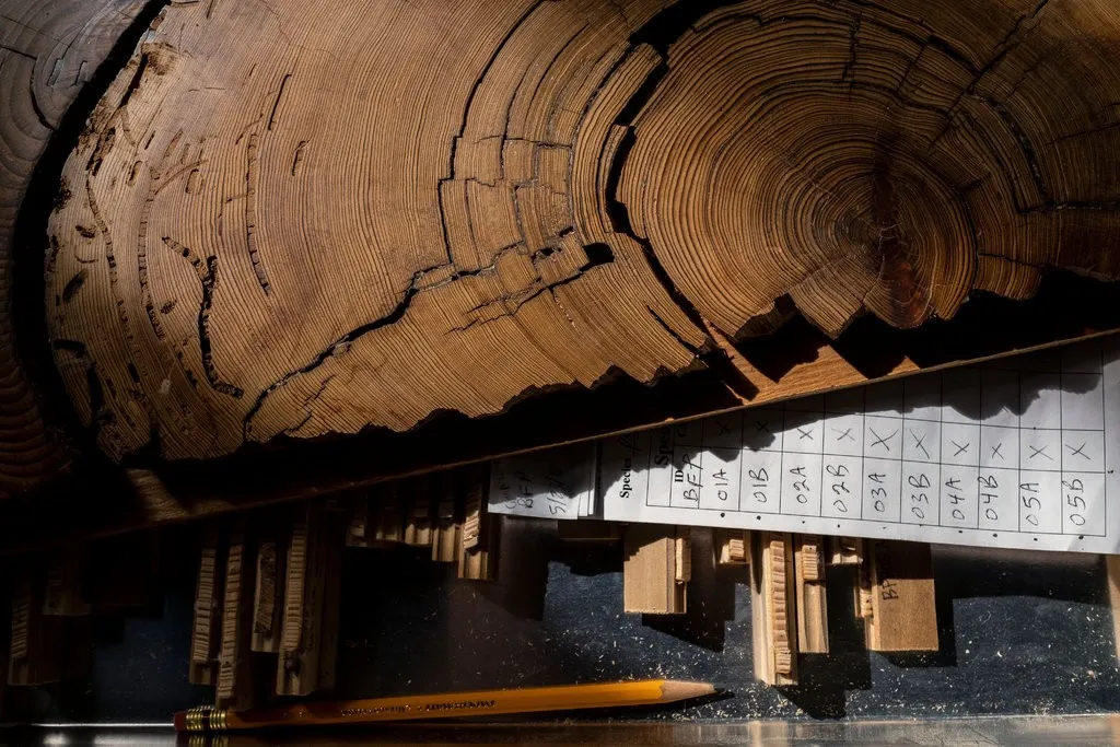 Chronicles of the Rings: What Trees Tell Us