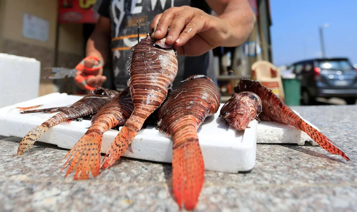 As Waters Warm, Lionfish Invasion Strains Lebanon's Seas