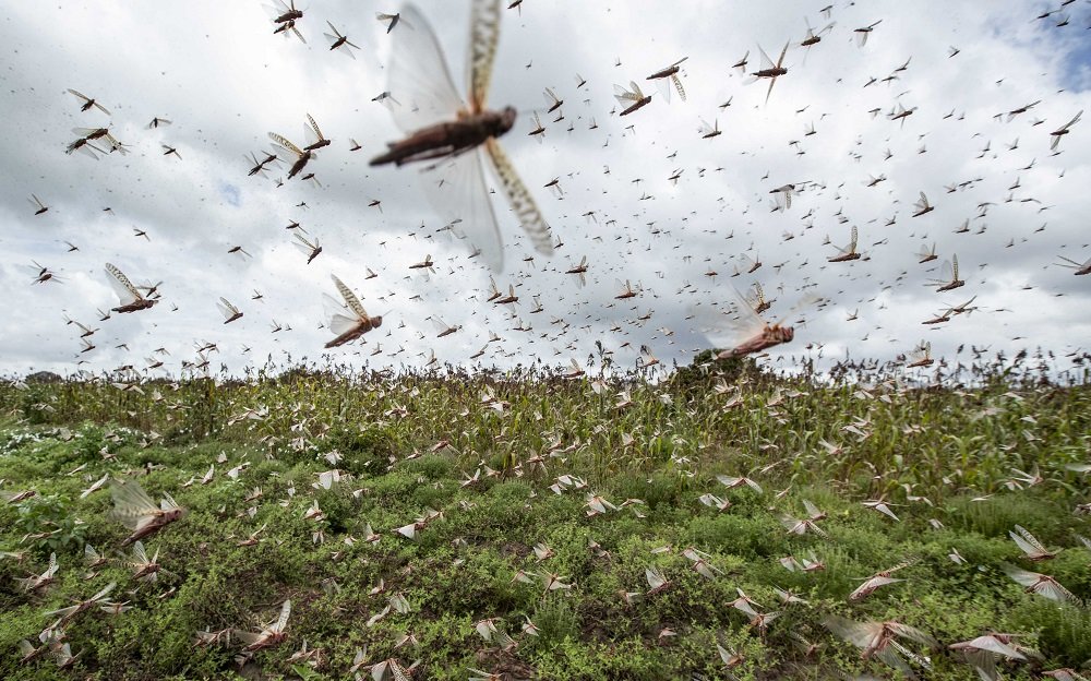 Locust Swarms Arrive in South Sudan, Threatening More Misery