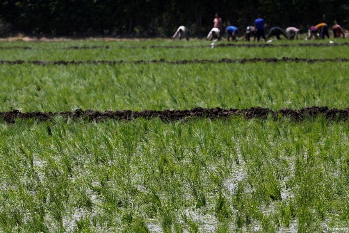 Scientists Uncover Genetic Engineering Secret Behind Golden Rice Production