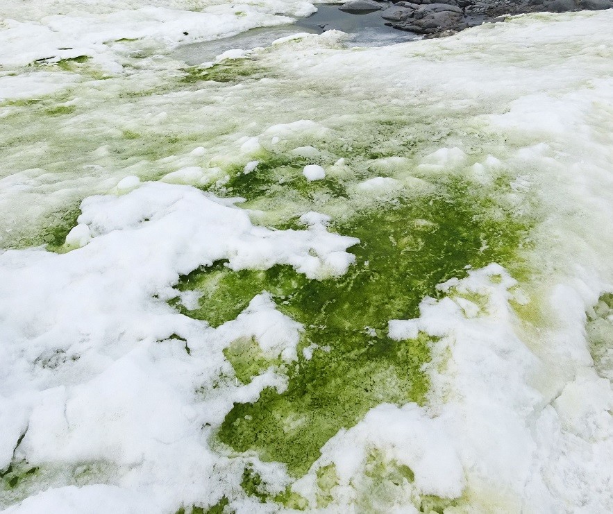 Blooms of Algae Cover Antarctica in Green