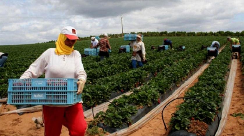 Morocco’s Agricultural Export Revenues Reach $1.75Bn