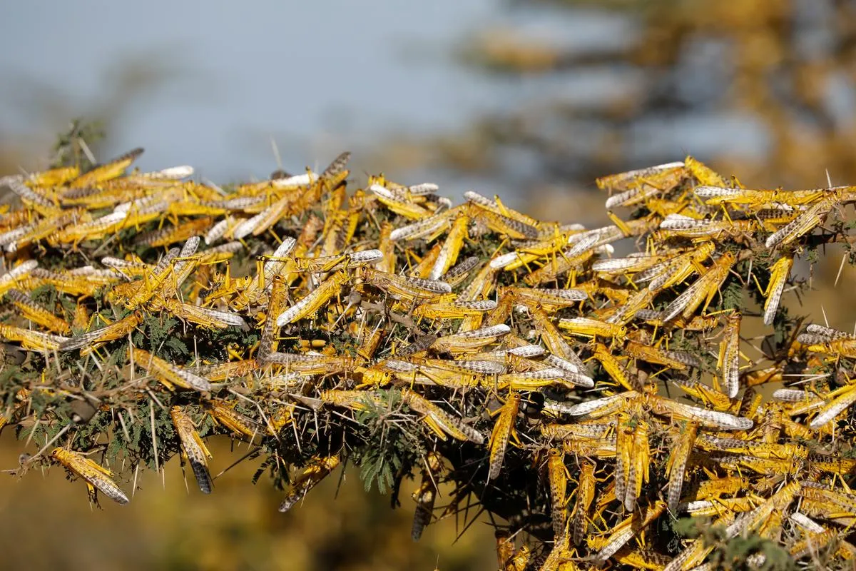 Swarms of Locusts Devastate Parts of Northern Kenya