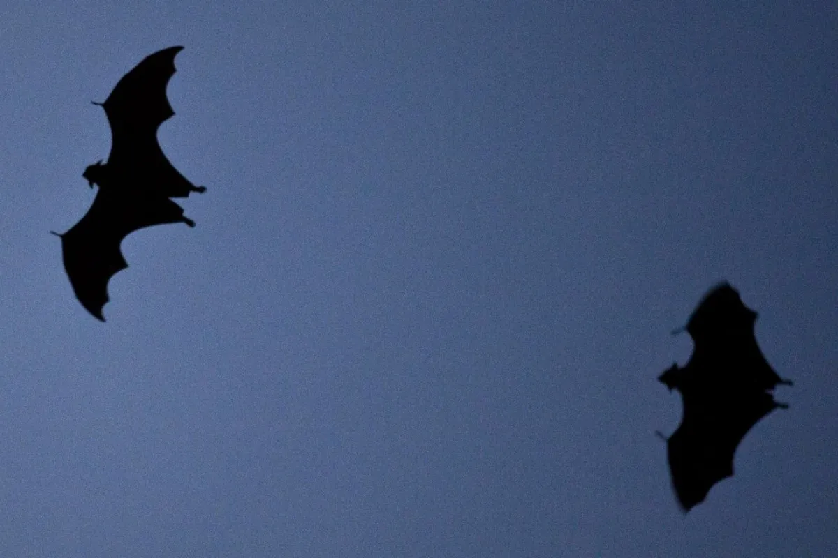 Bat's Outstanding Genome Helps It Survive Deadly Viruses