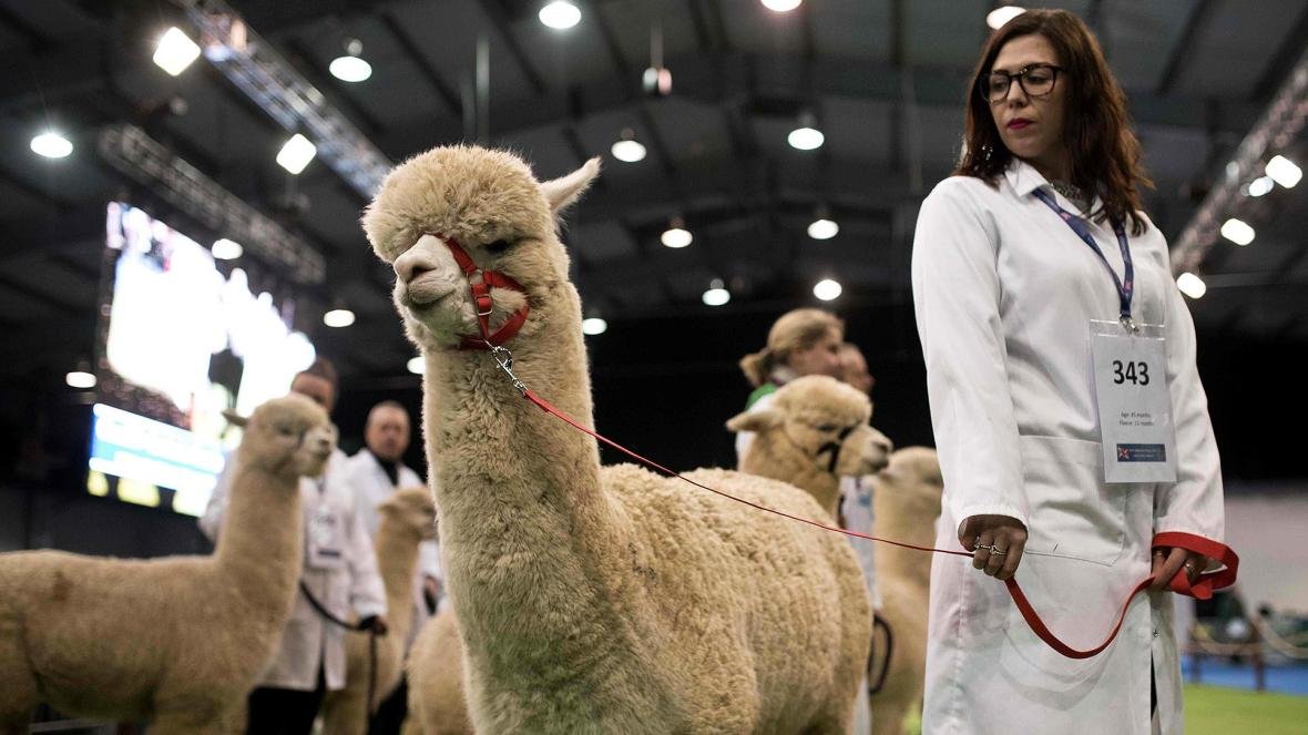 Hospital in Bavaria Uses Alpaca Therapy to Treat Mental Disorders