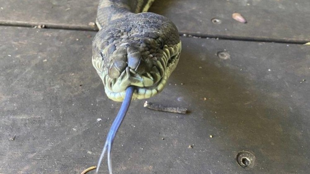 2 Pythons Weighing 100 Pounds Collapse Ceiling in Australia
