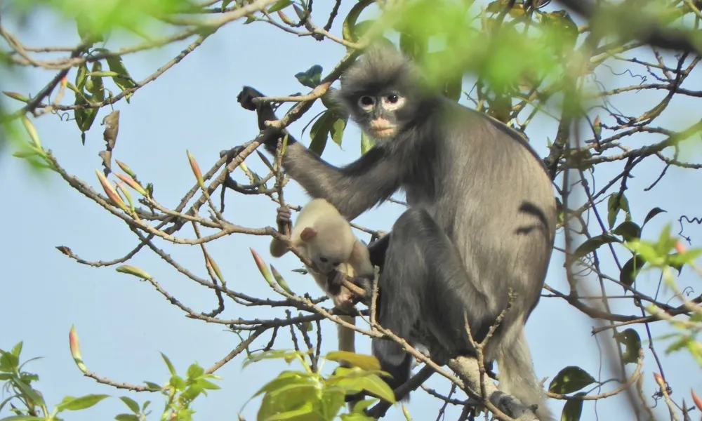 New Species of Monkeys Discovered in Myanmar
