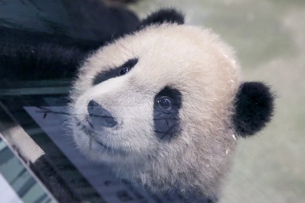 Second Taiwan-Born Panda Cub Makes Media Debut
