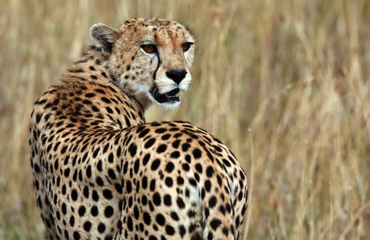 UK Safari Park Allows You to See Cheetahs, Elephants from Your Room