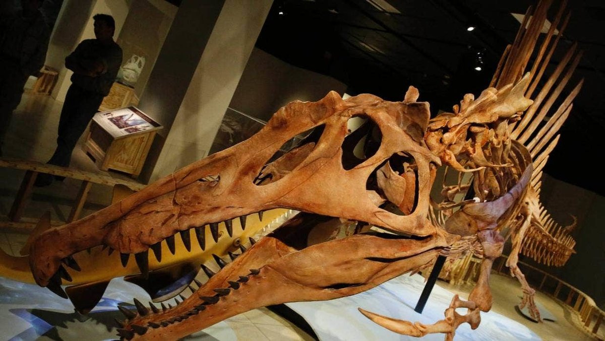 Study: Spinosaurus' Behavior Was Similar to Heron