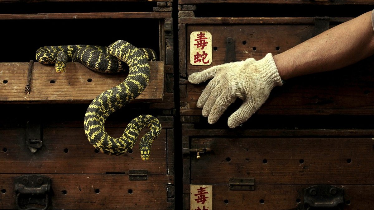 Human Saliva Has Potential to Evolve Into Venom