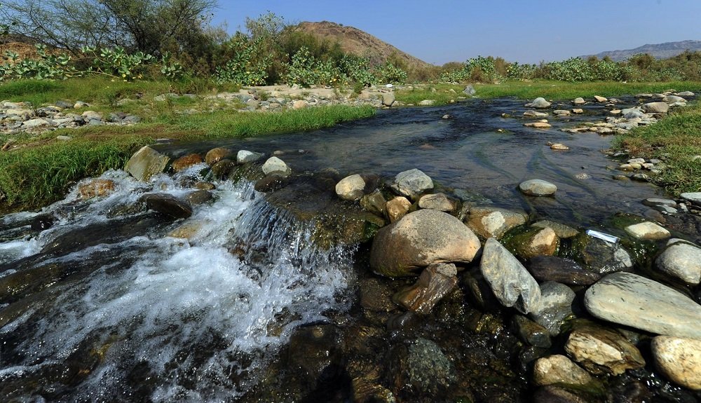 Saudi Arabia Marks World Environment Day