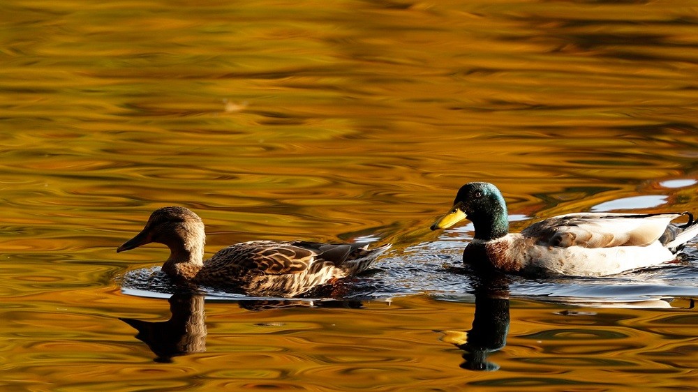 Ducks Dive Successfully Thanks to Unique Feather Features, New Study Says