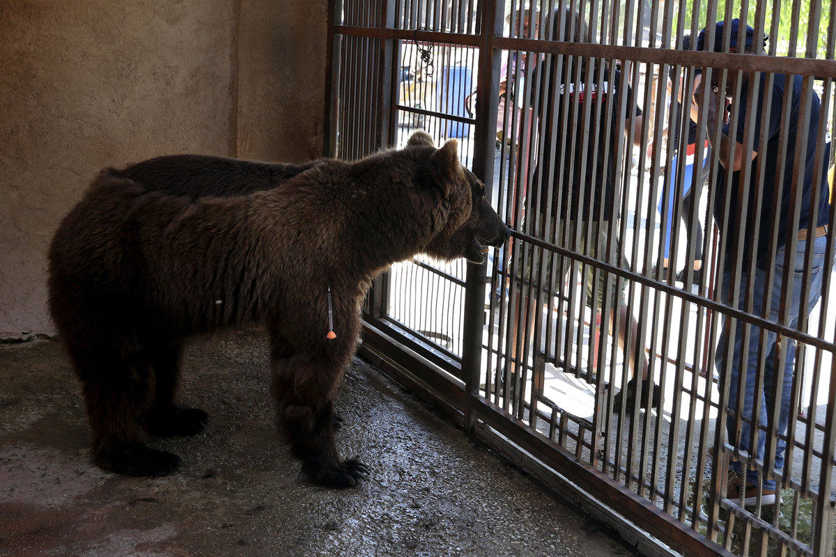 2 Syrian Brown Bears in Lebanon Flown to US