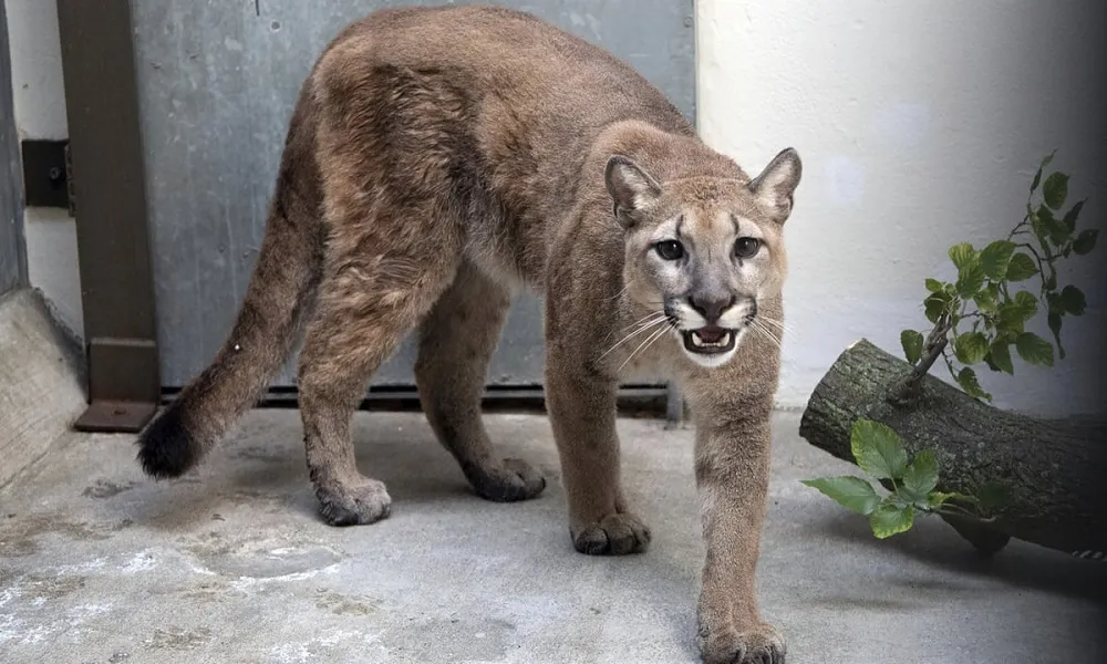 Wild Puma Found Living in New York Apartment