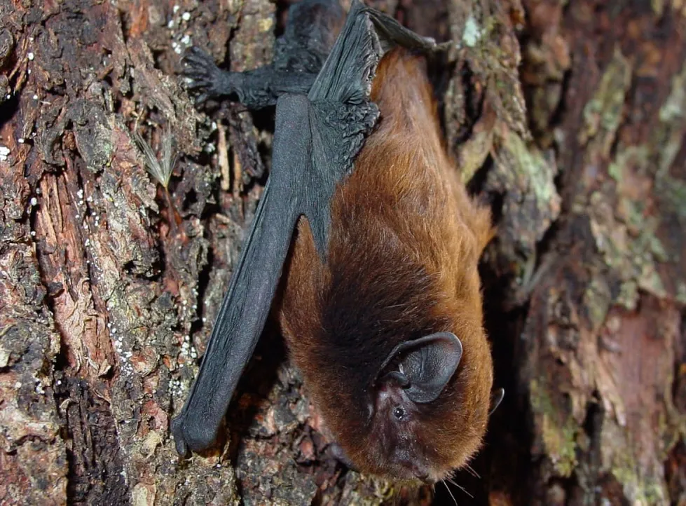 Bat Flies off with New Zealand's Bird of the Year Title