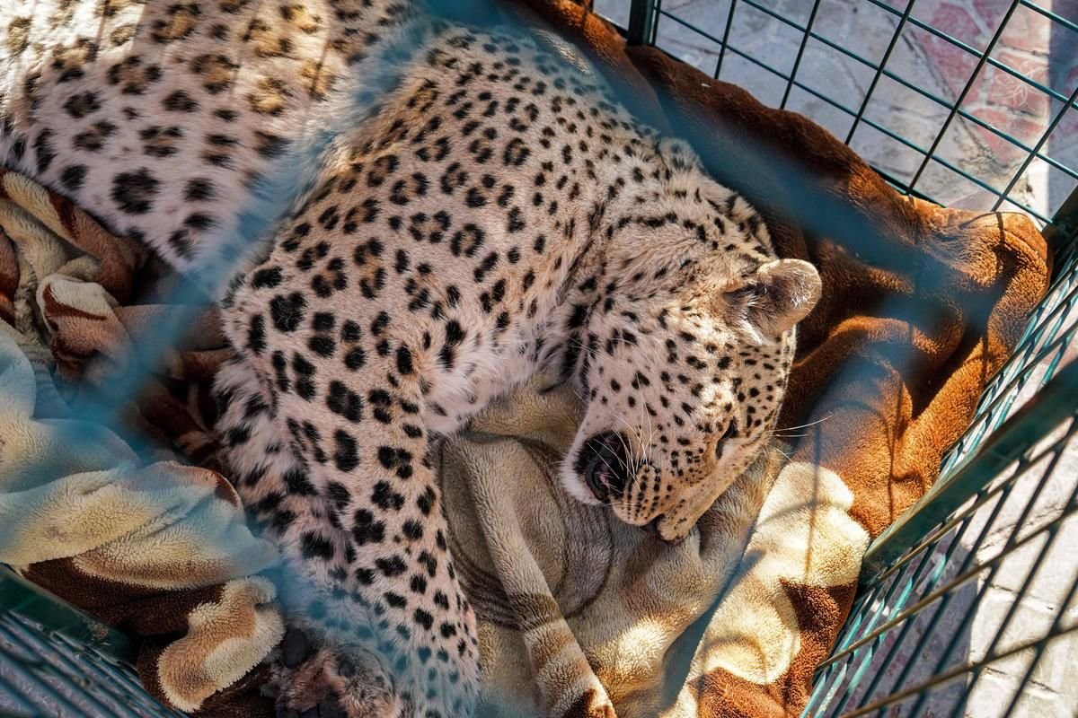 Rare Leopard Captured in Northern Iraq