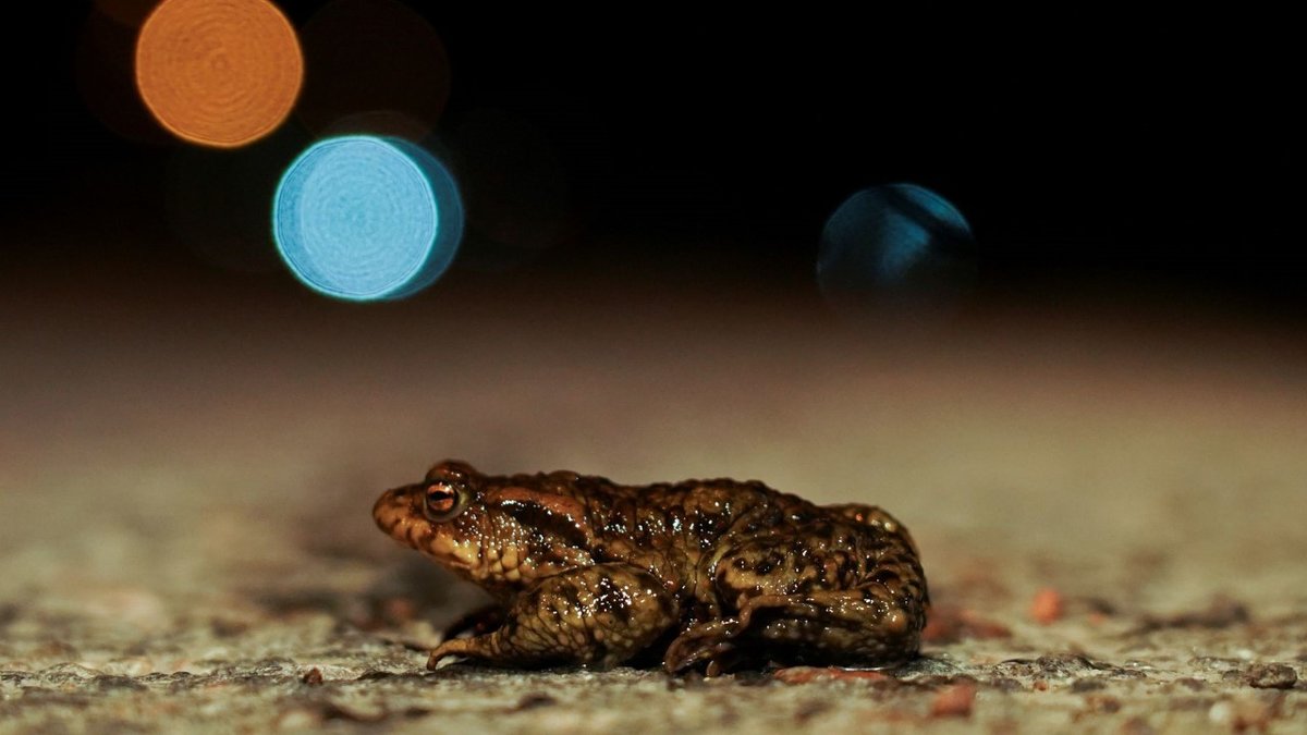 Regrowth of Frog Leg Brings New Hope for Humans