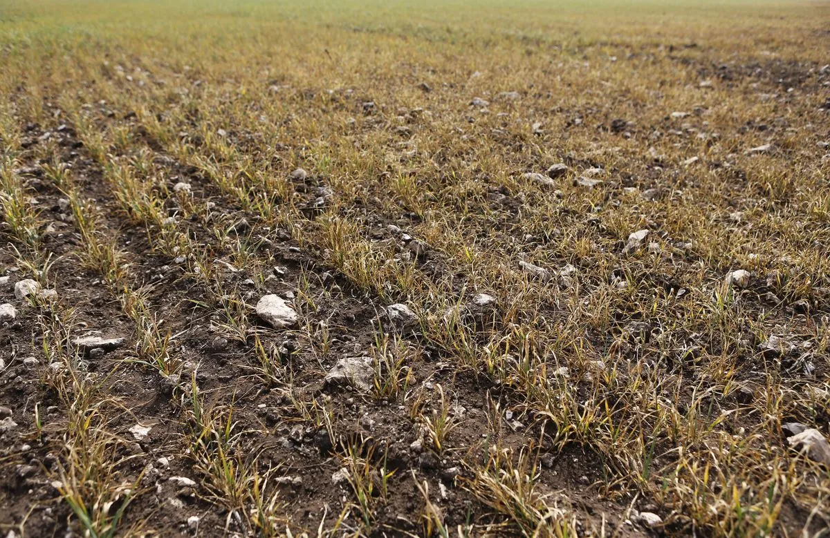Morocco Announces $1 Billion Drought Relief Plan